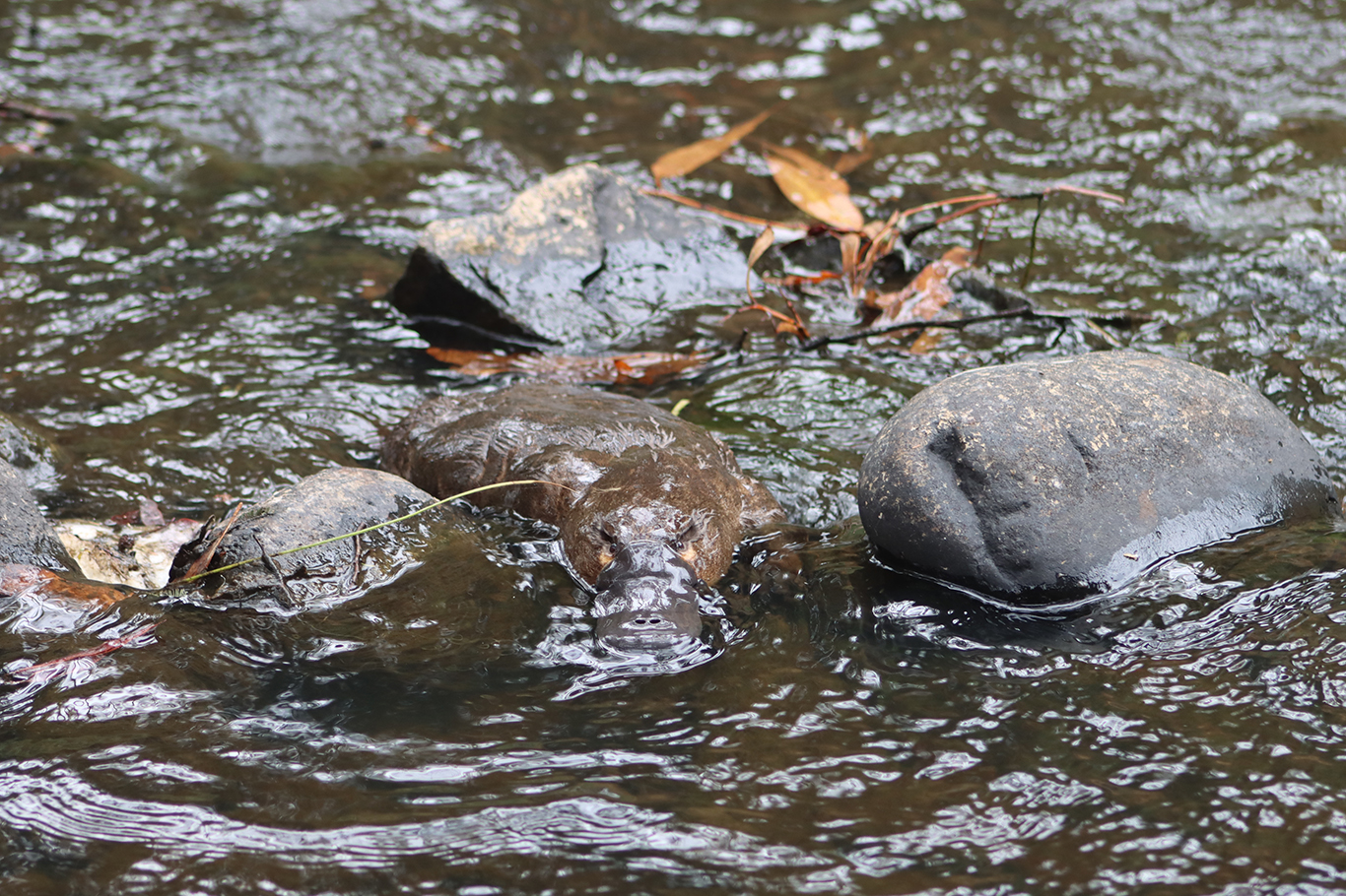 Platypus Walk – Escape and Explore