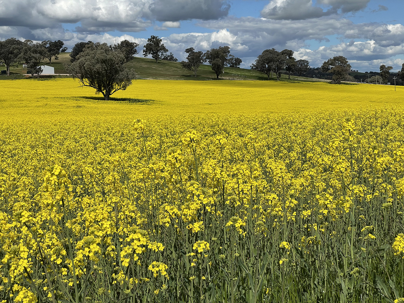 Cowra – Escape and Explore